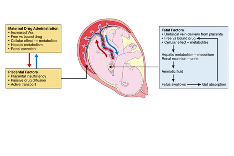 Pharmacological Management of Cardiac Arrhythmias in the Fetal and ...